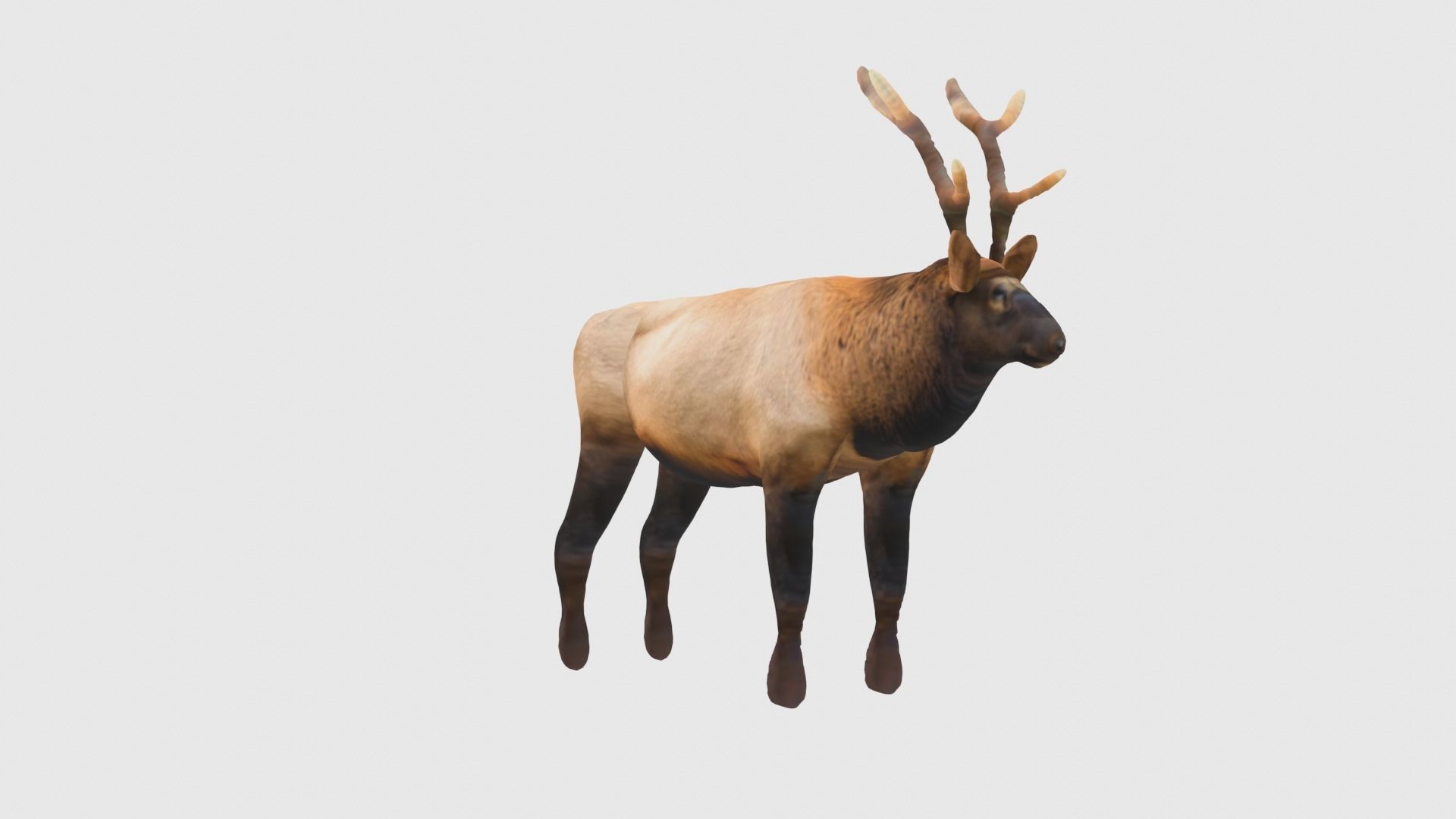 Low Poly Moose Rigged With Realistic Texture 3D model rigged | CGTrader