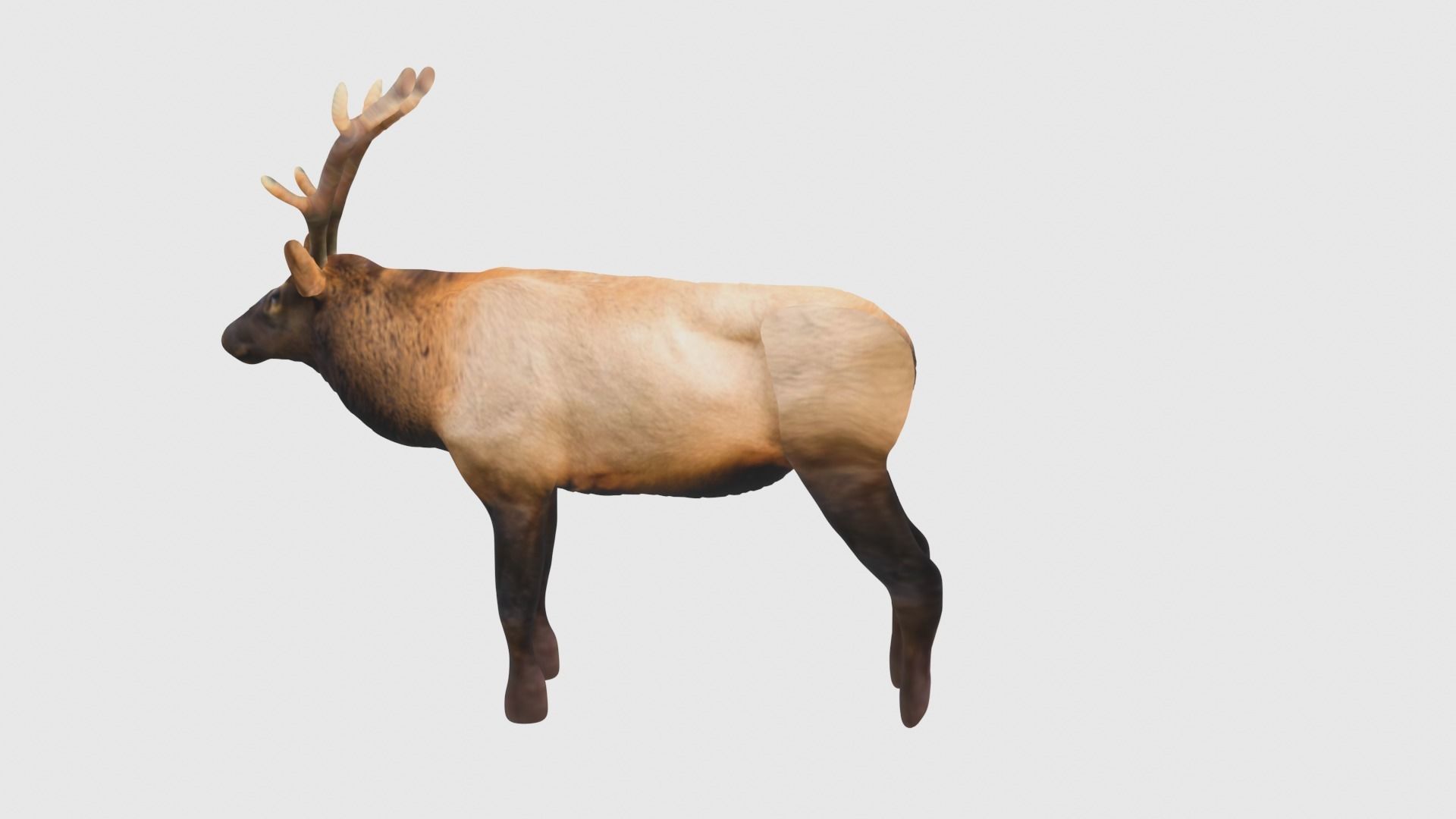 Low Poly Moose Rigged With Realistic Texture 3D model rigged | CGTrader