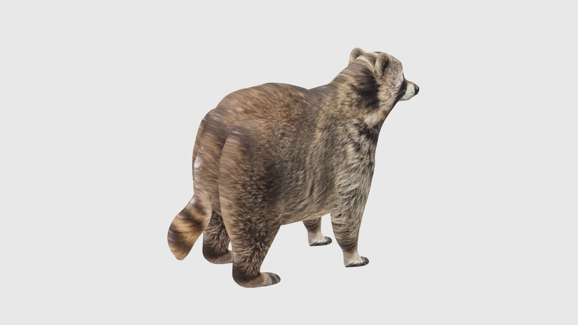 Low Poly Raccoon Rigged With Realistic Texture 3D model rigged | CGTrader
