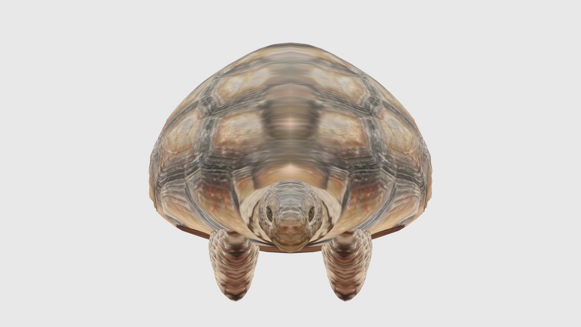 Low Poly Tortoise Rigged With Realistic Texture 3D model rigged | CGTrader