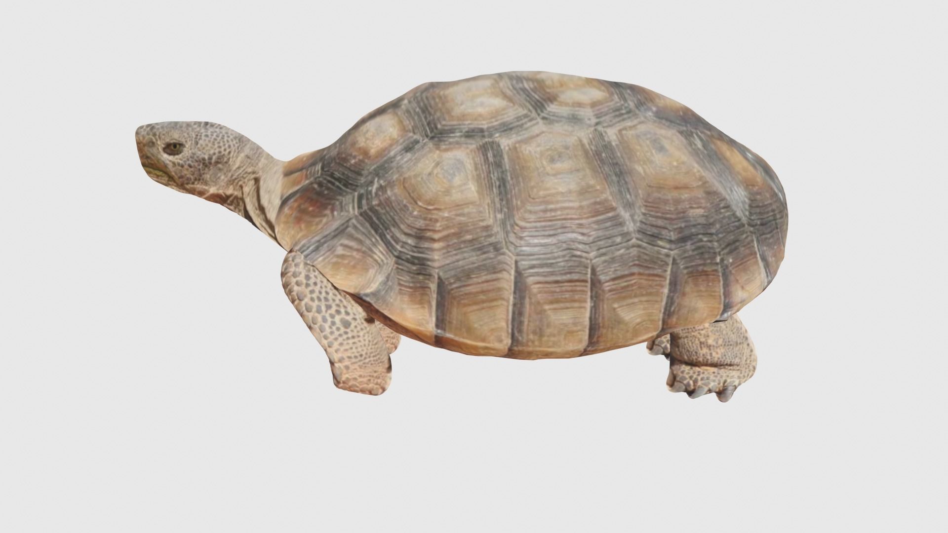 Low Poly Tortoise Rigged With Realistic Texture 3D model rigged | CGTrader
