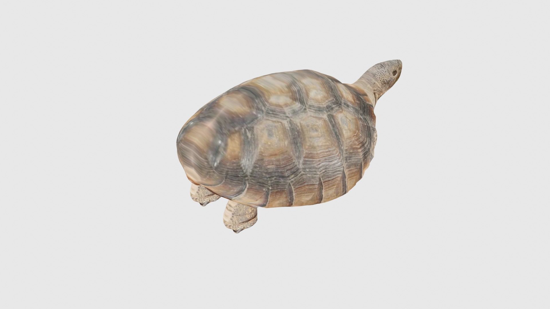 Low Poly Tortoise Rigged With Realistic Texture 3D model rigged | CGTrader