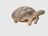 Low Poly Tortoise Rigged With Realistic Texture 3D model rigged | CGTrader