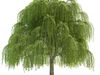 Tree Leaf Tree 3D model | CGTrader