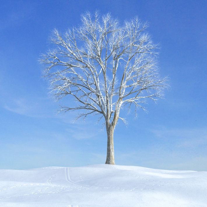 Snow Covered Tree 3D model | CGTrader
