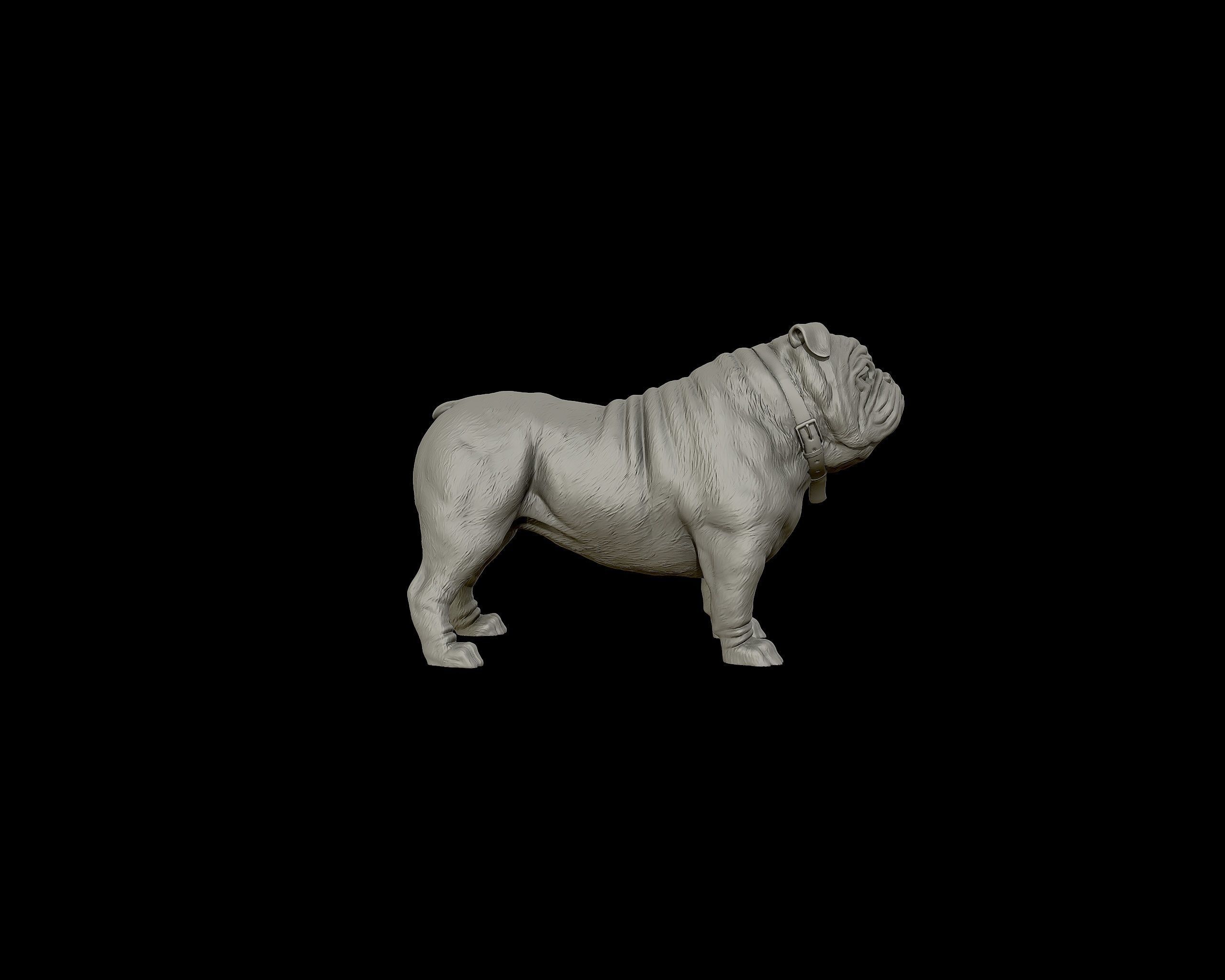 Bulldog model 3D model 3D printable | CGTrader