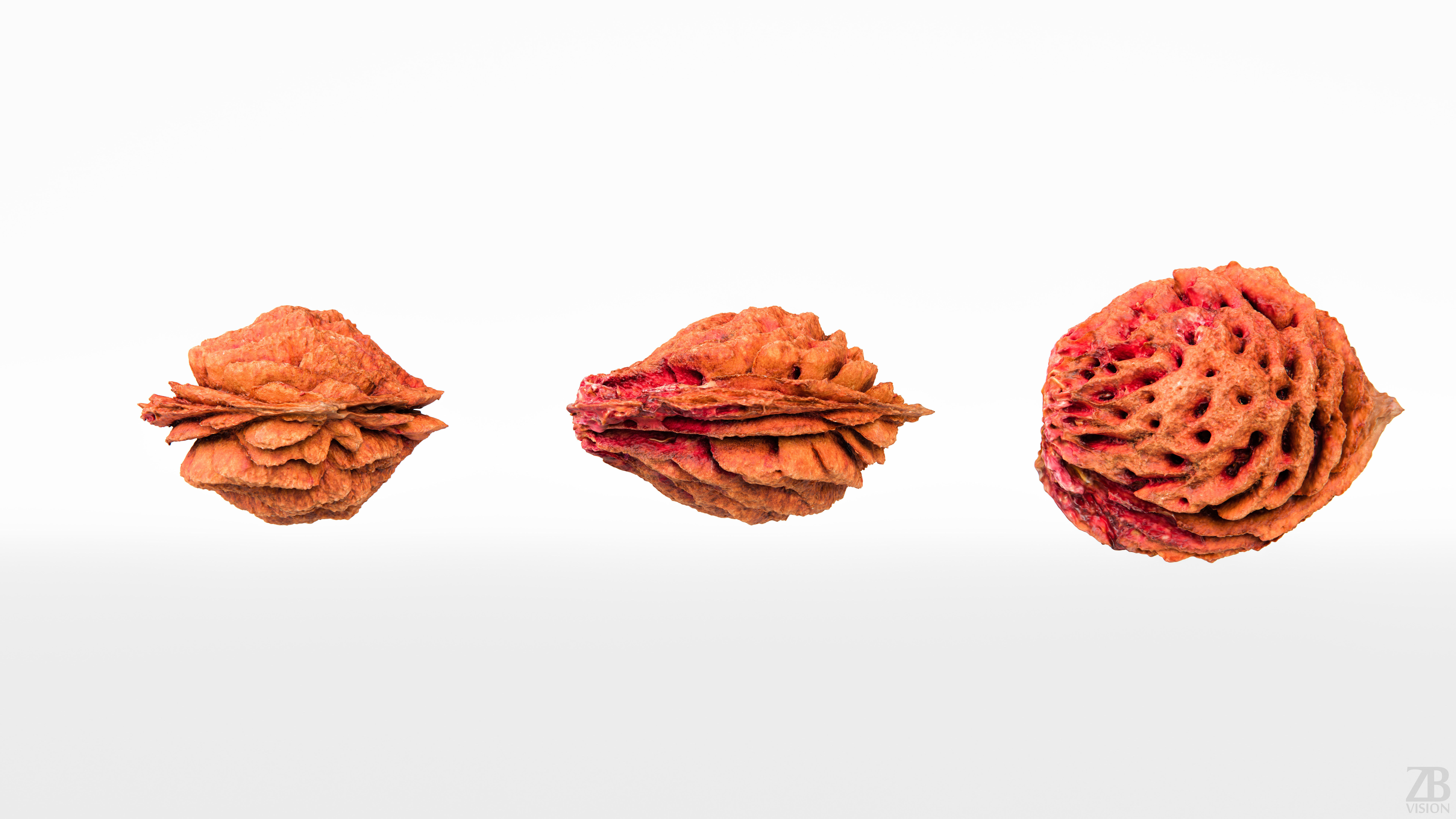 Peach Pit 3D model | CGTrader