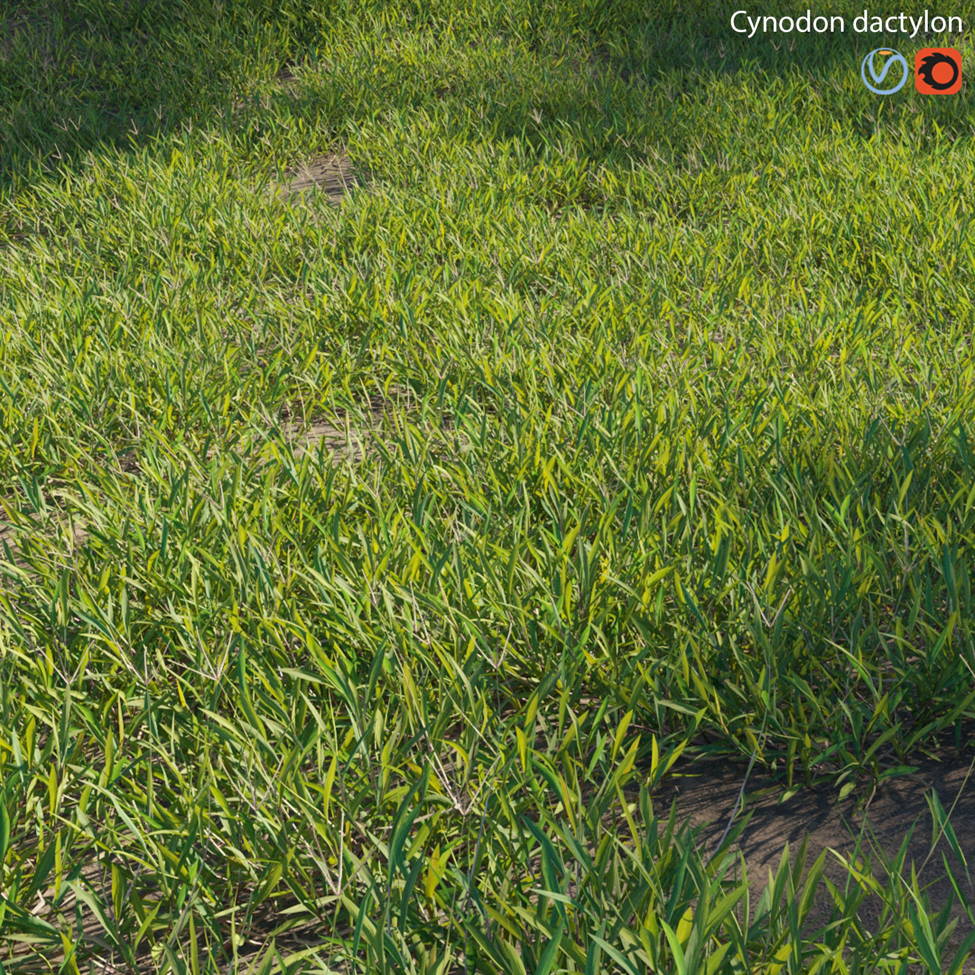 Cynodon dactylon -set 02 3D model | CGTrader