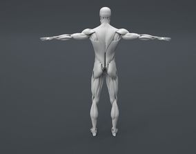 Human muscles 3D Print Models | CGTrader
