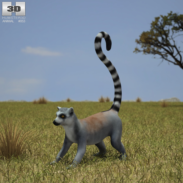Ring Tailed Lemur Lemur Catta 3d Model Game Ready Max Obj 3ds Fbx