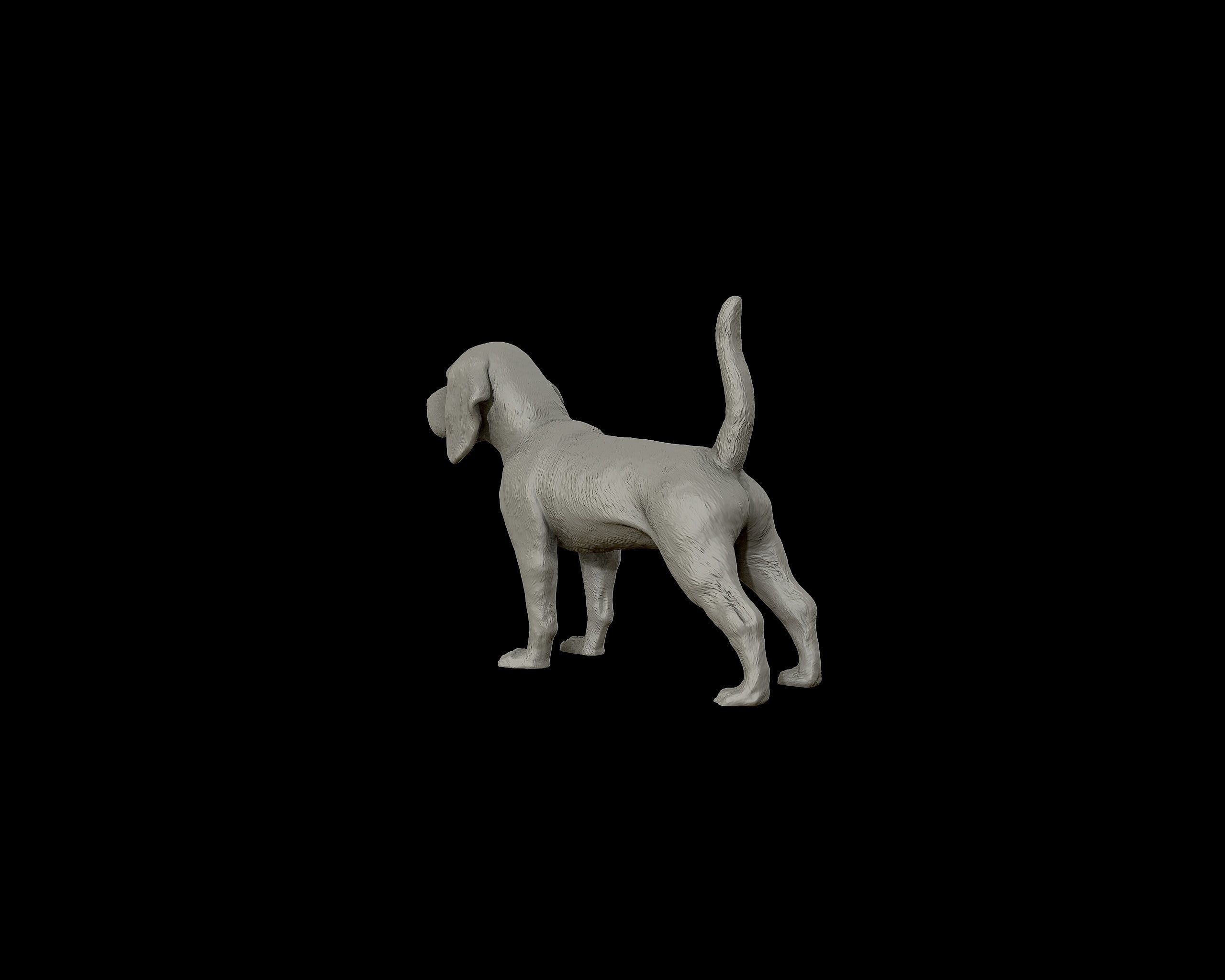 Beagle model 3D print model dog 3D model 3D printable | CGTrader
