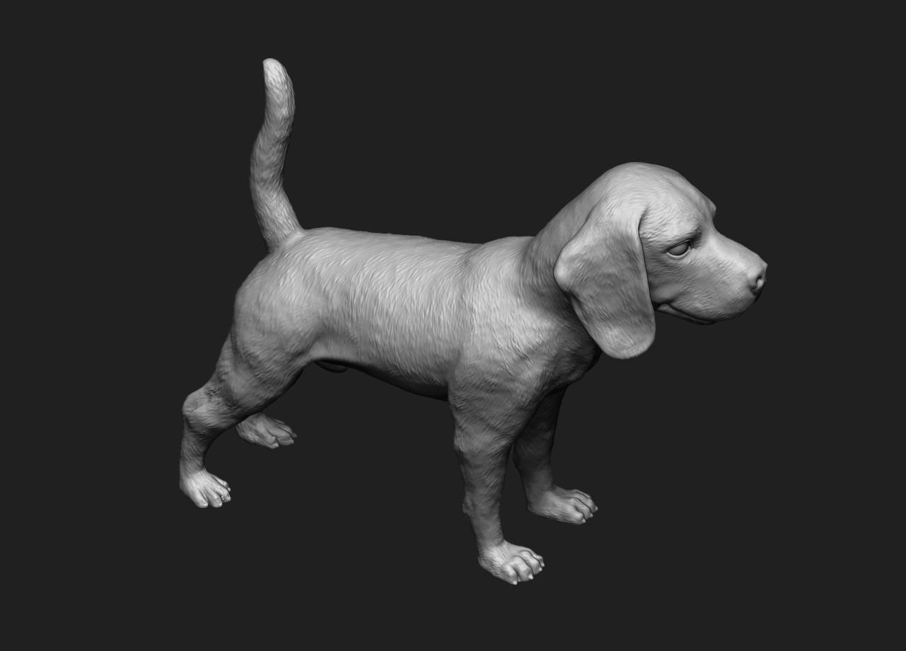 Beagle model 3D print model dog 3D model 3D printable | CGTrader