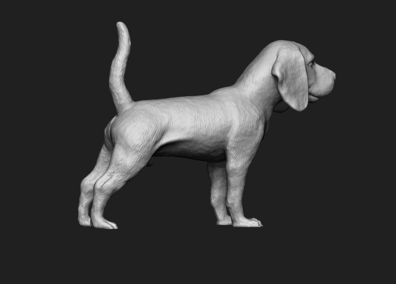 Beagle model 3D print model dog 3D model 3D printable | CGTrader