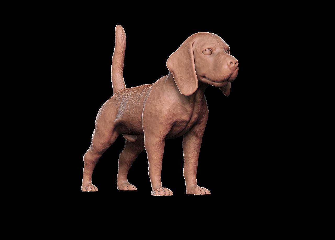 Beagle model 3D print model dog 3D model 3D printable | CGTrader