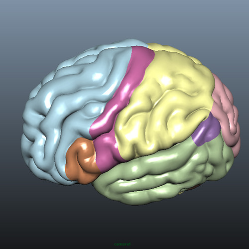 brain educational model with labels 3D Models - CGTrader.com