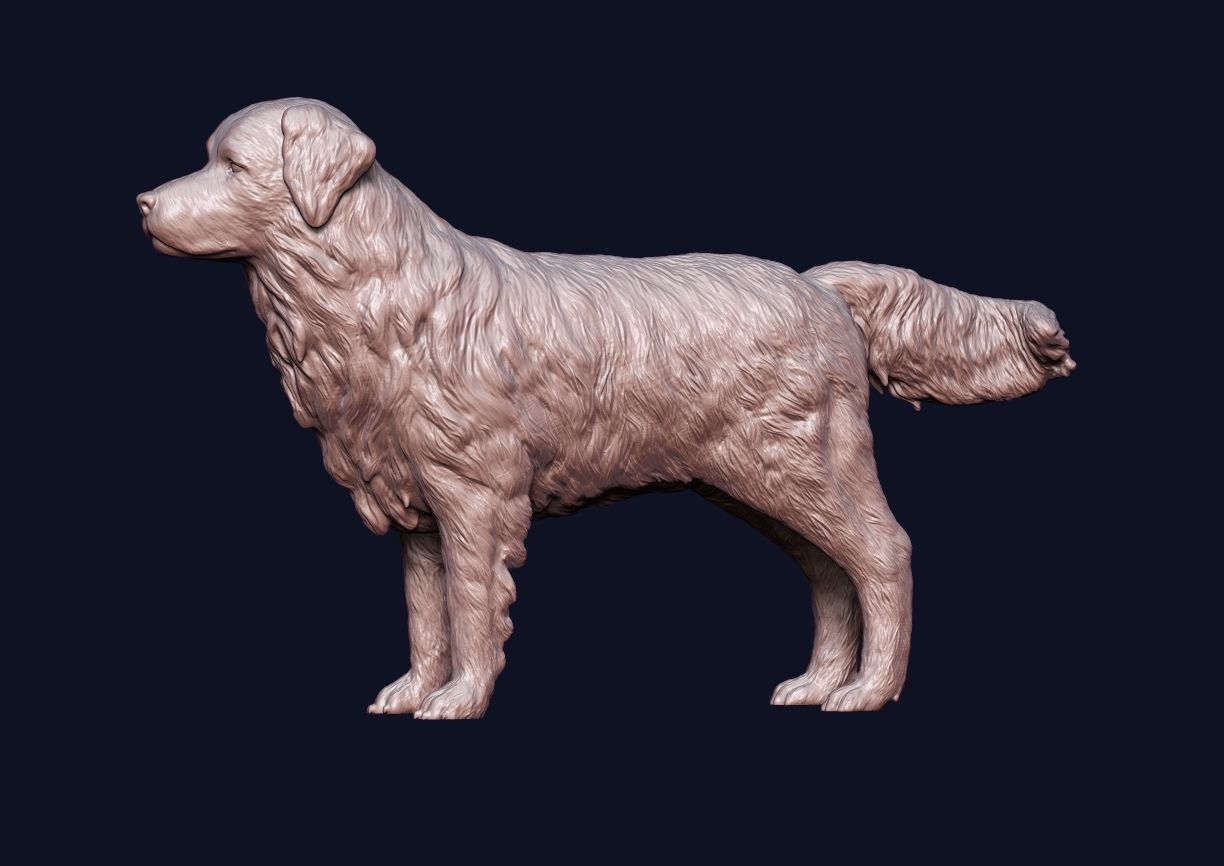 Golden Retriever model 3D print model 3D model 3D printable | CGTrader