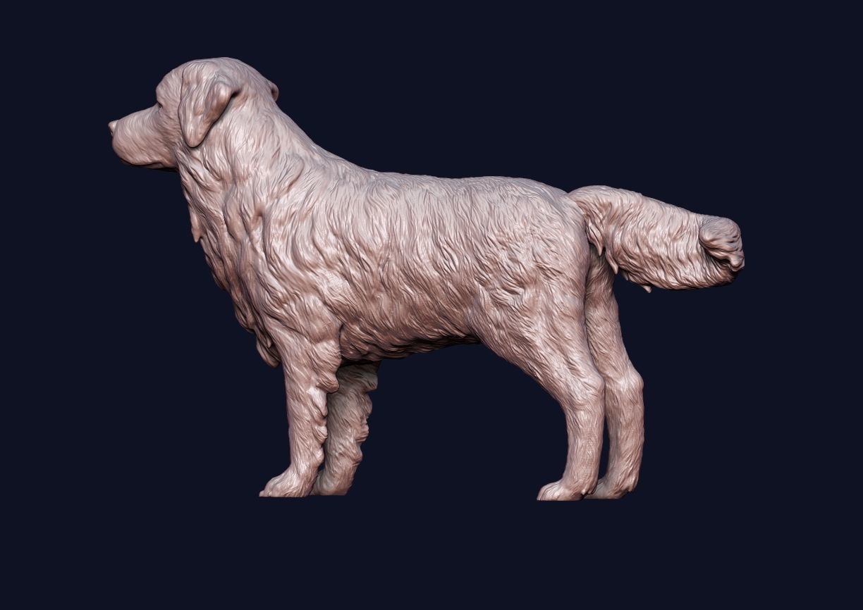 Golden Retriever model 3D print model 3D model 3D printable | CGTrader
