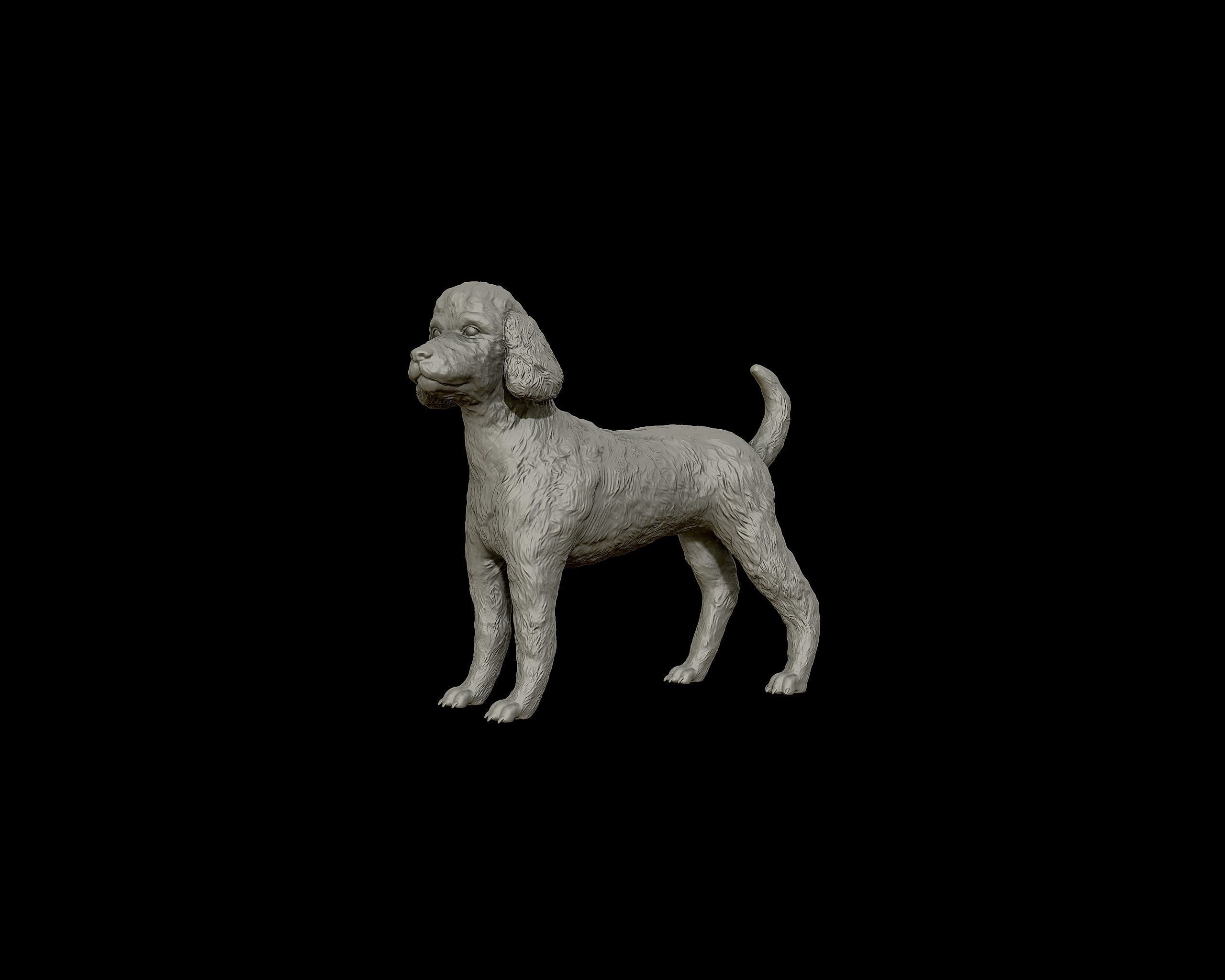 Poodle model dog 3D model 3D printable | CGTrader