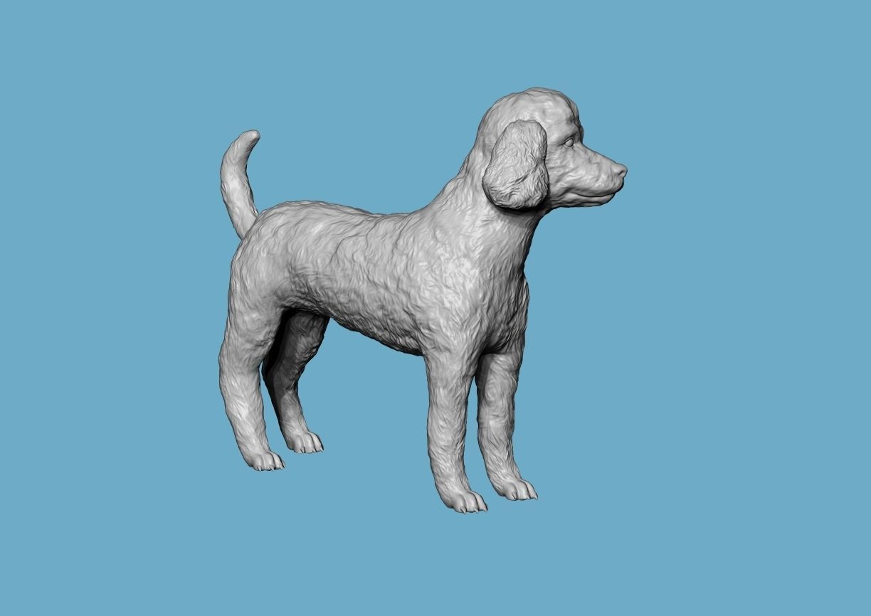 Poodle model dog 3D model 3D printable | CGTrader