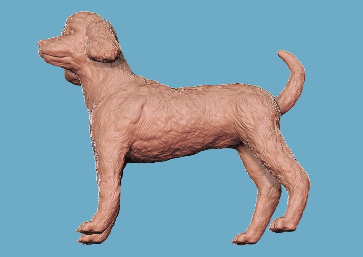 Poodle model dog 3D model 3D printable | CGTrader