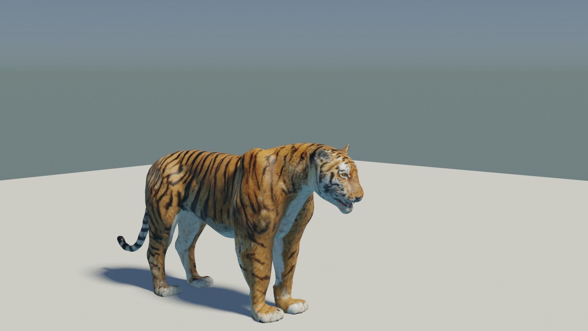 Tiger rigged 3D Model 3D model rigged | CGTrader