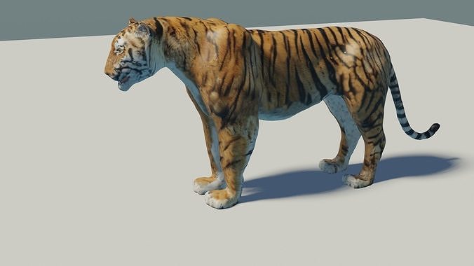 Tiger rigged 3D Model 3D model rigged | CGTrader
