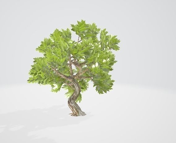 3D model maple tree VR / AR / low-poly | CGTrader