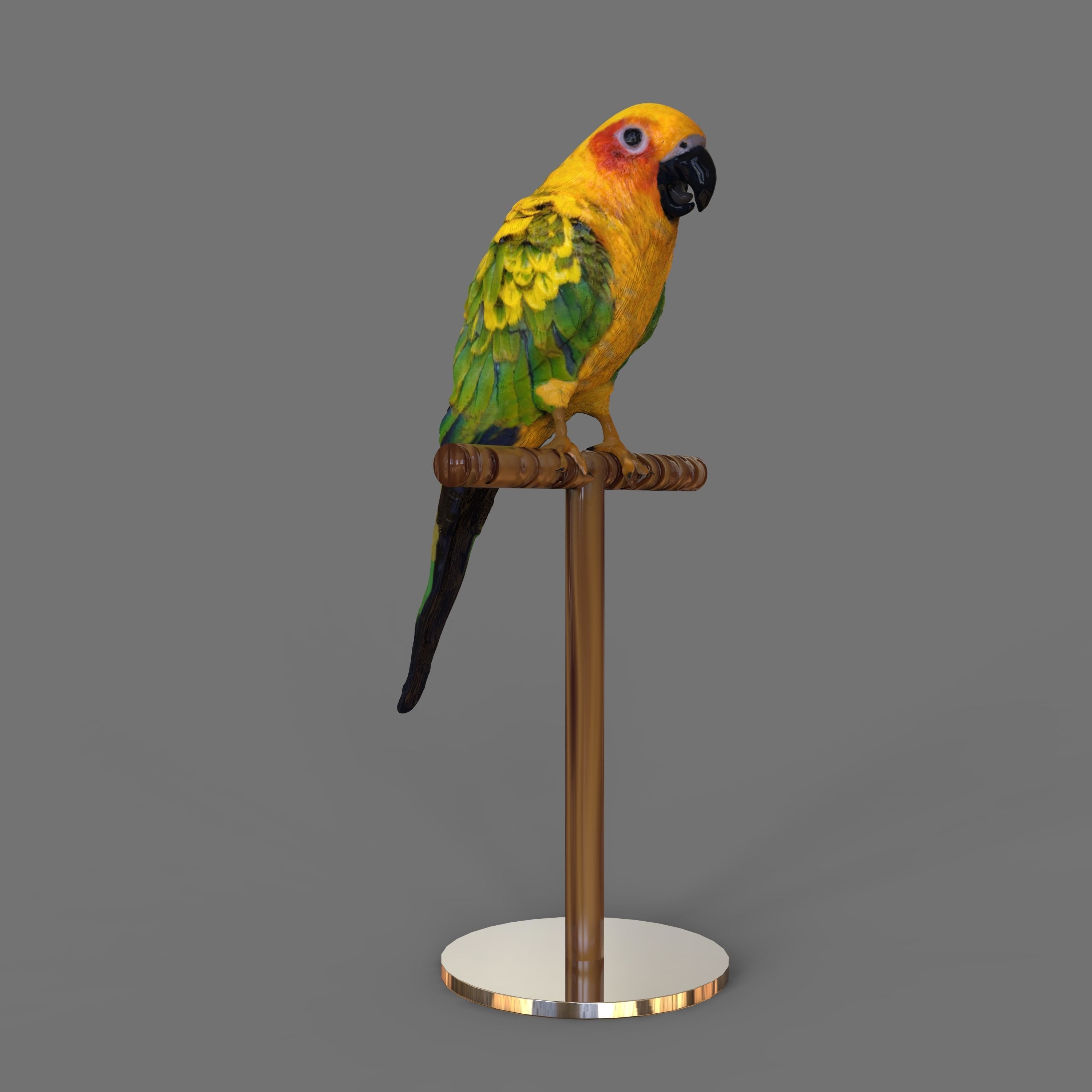 Parrot Conuro del Sole 3D model | CGTrader