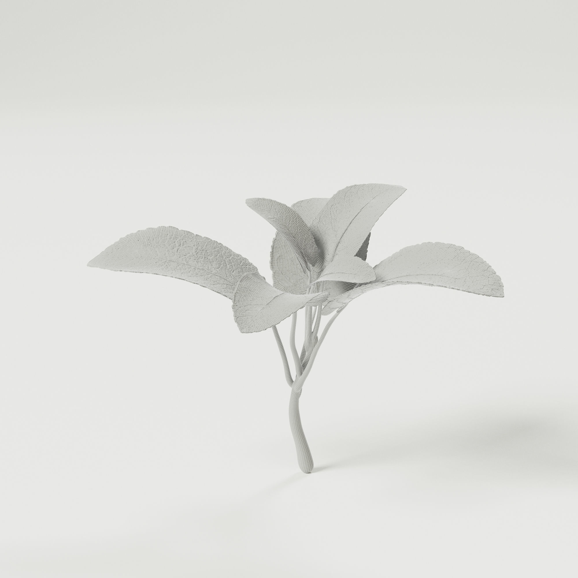 3D model Mint - Herbs VR / AR / low-poly | CGTrader