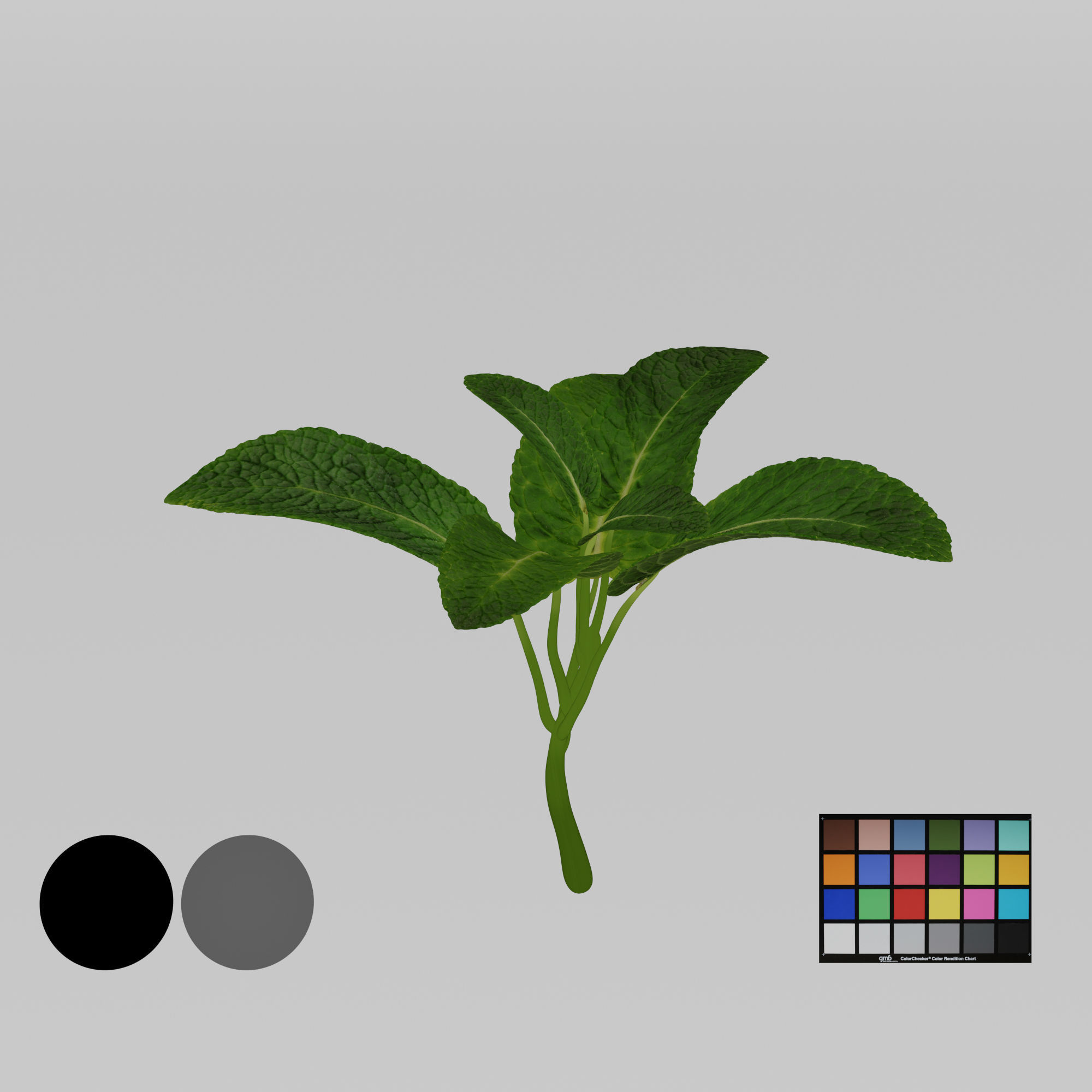 3D model Mint - Herbs VR / AR / low-poly | CGTrader