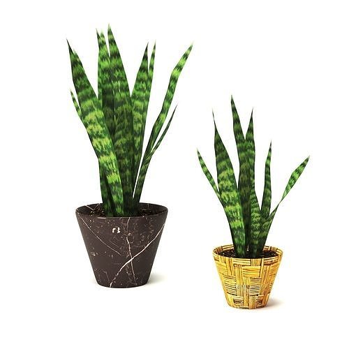 Green plants free 3D model | CGTrader