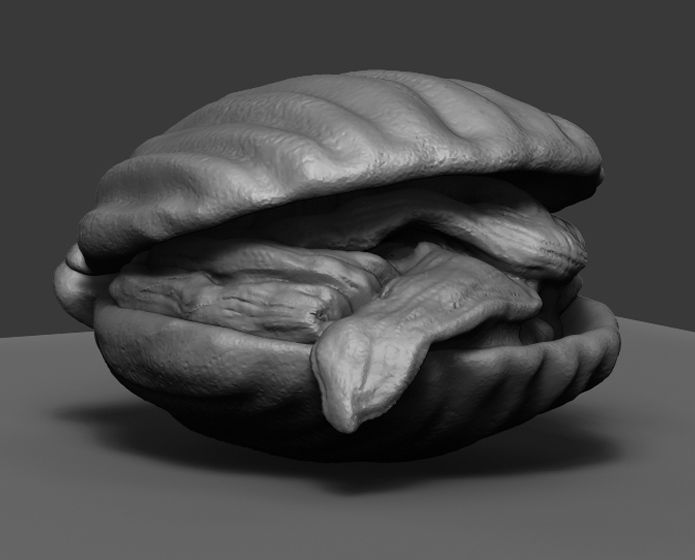 Clam Model shell 3D model 3D printable | CGTrader