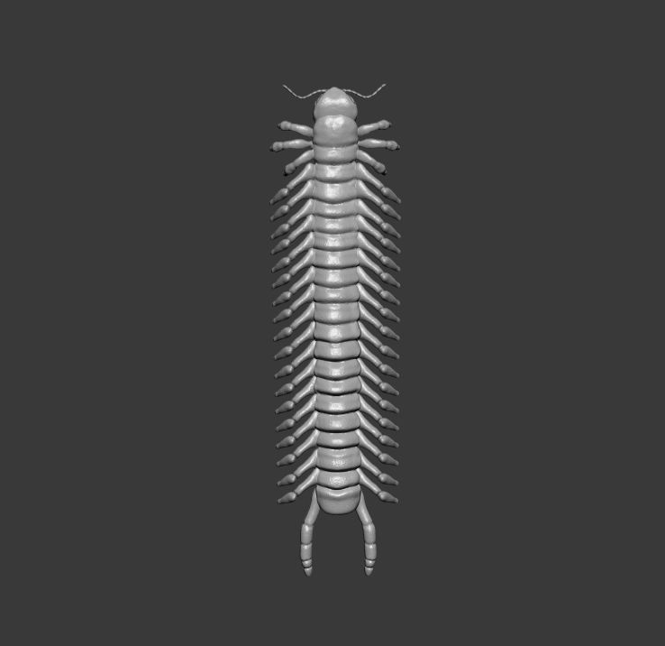 Centipede model 3D model 3D printable | CGTrader