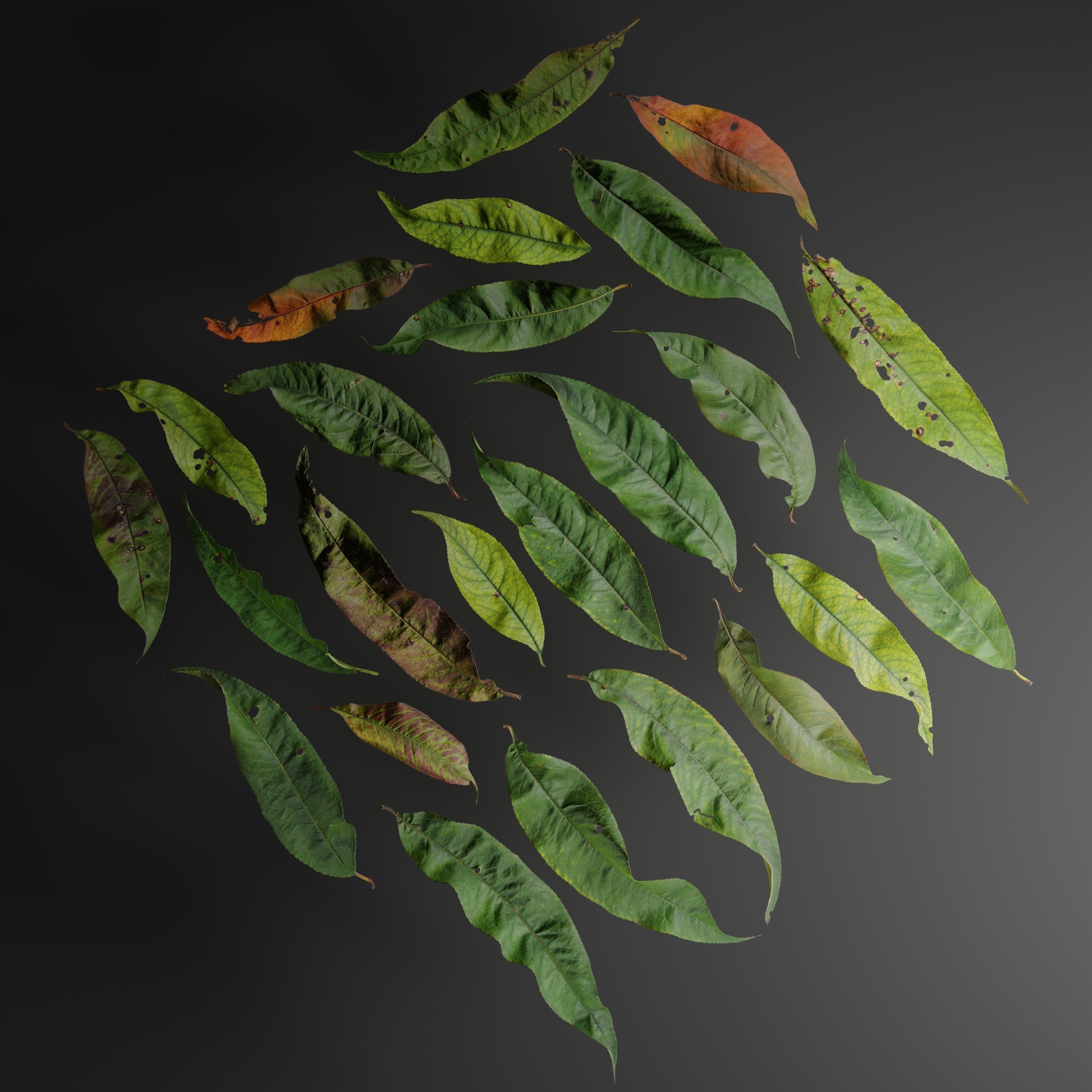 Garden trees leaves atlases Texture | CGTrader