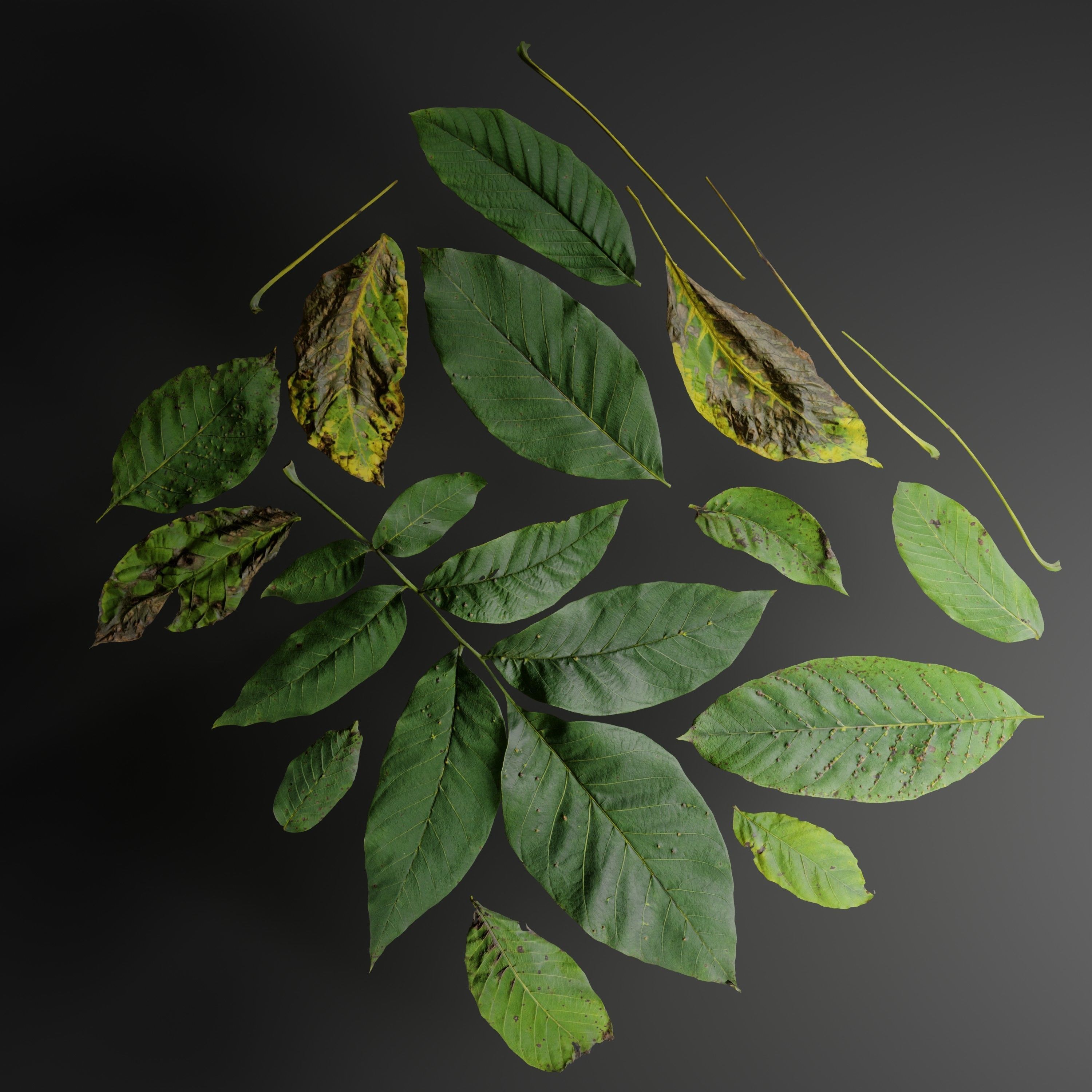 Garden trees leaves atlases Texture | CGTrader