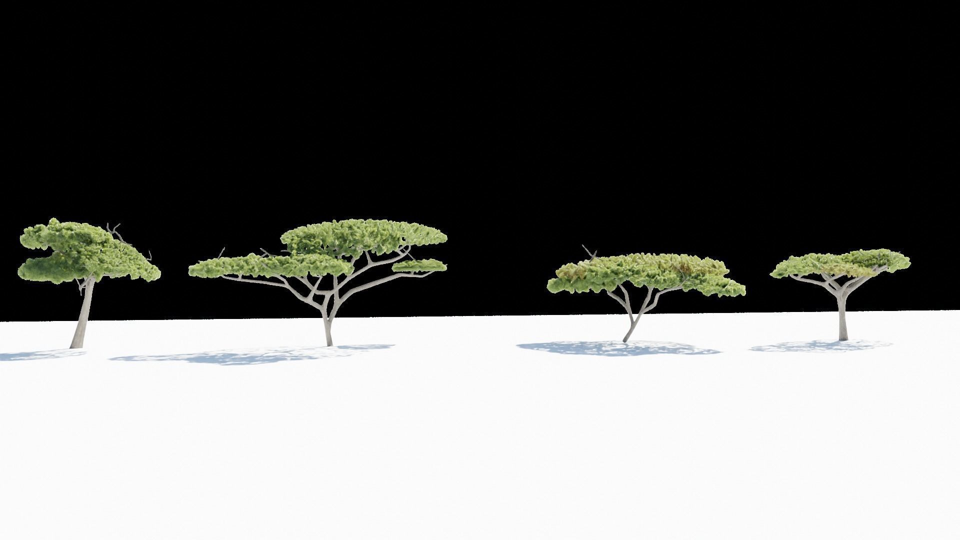 3D model Acacia tree VR / AR / low-poly | CGTrader