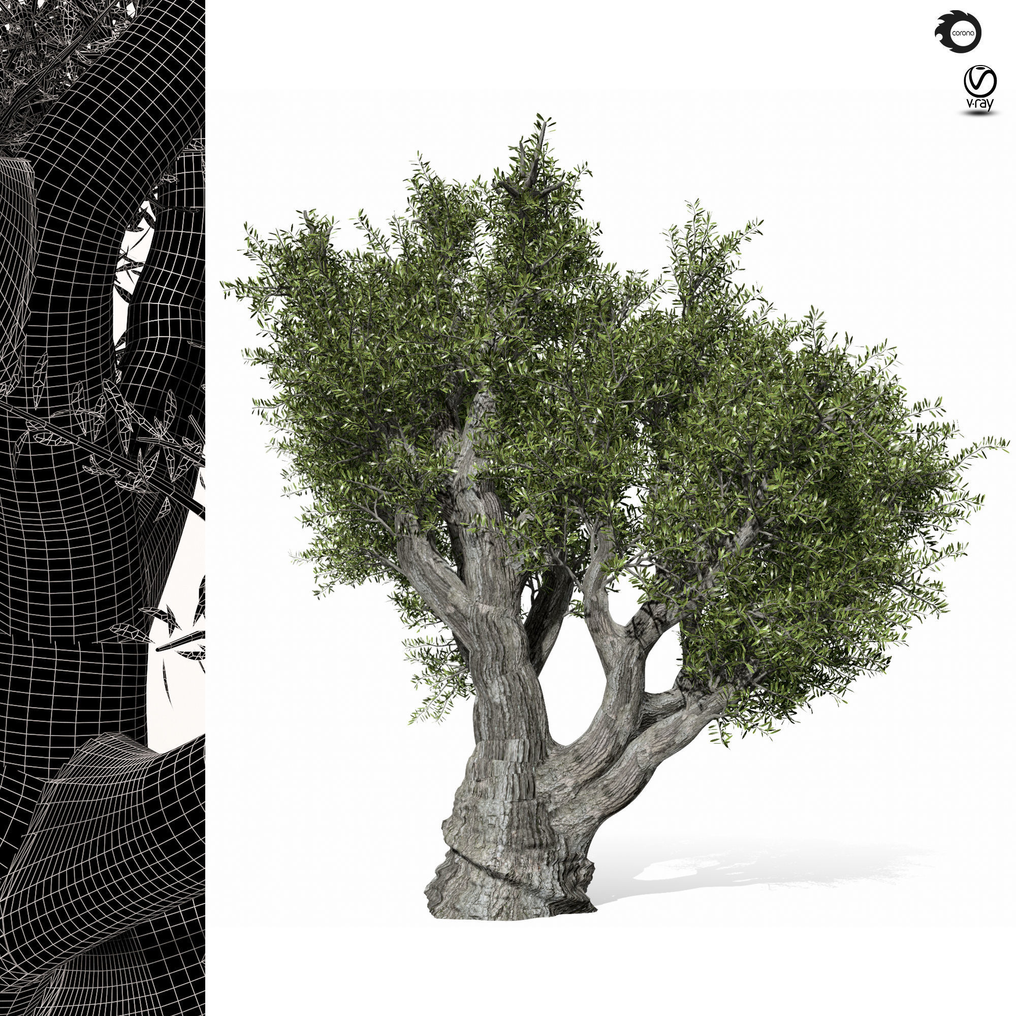 olive Tree 440 3D model | CGTrader
