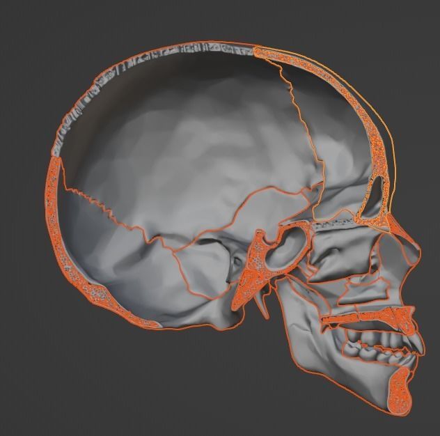 3d model of half skull with cranium and manidible 3D model | CGTrader