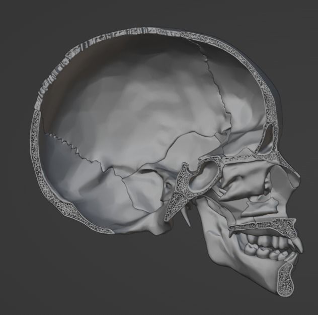3d model of half skull with cranium and manidible 3D model | CGTrader