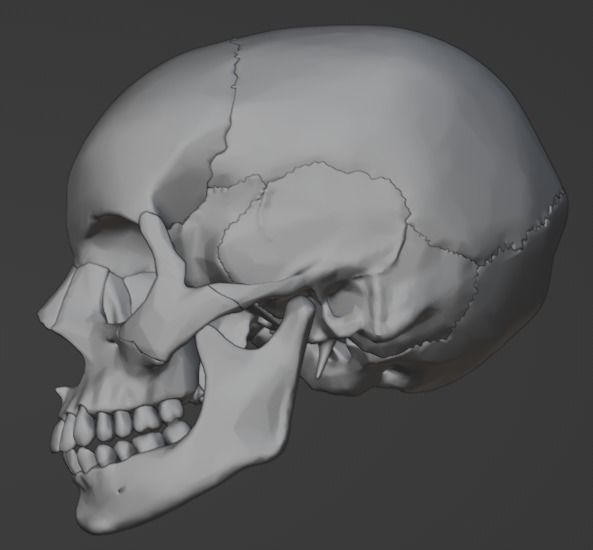 3d model of half skull with cranium and manidible 3D model | CGTrader