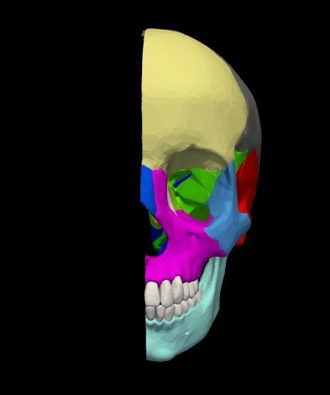 3d model of half skull with cranium and manidible 3D model | CGTrader