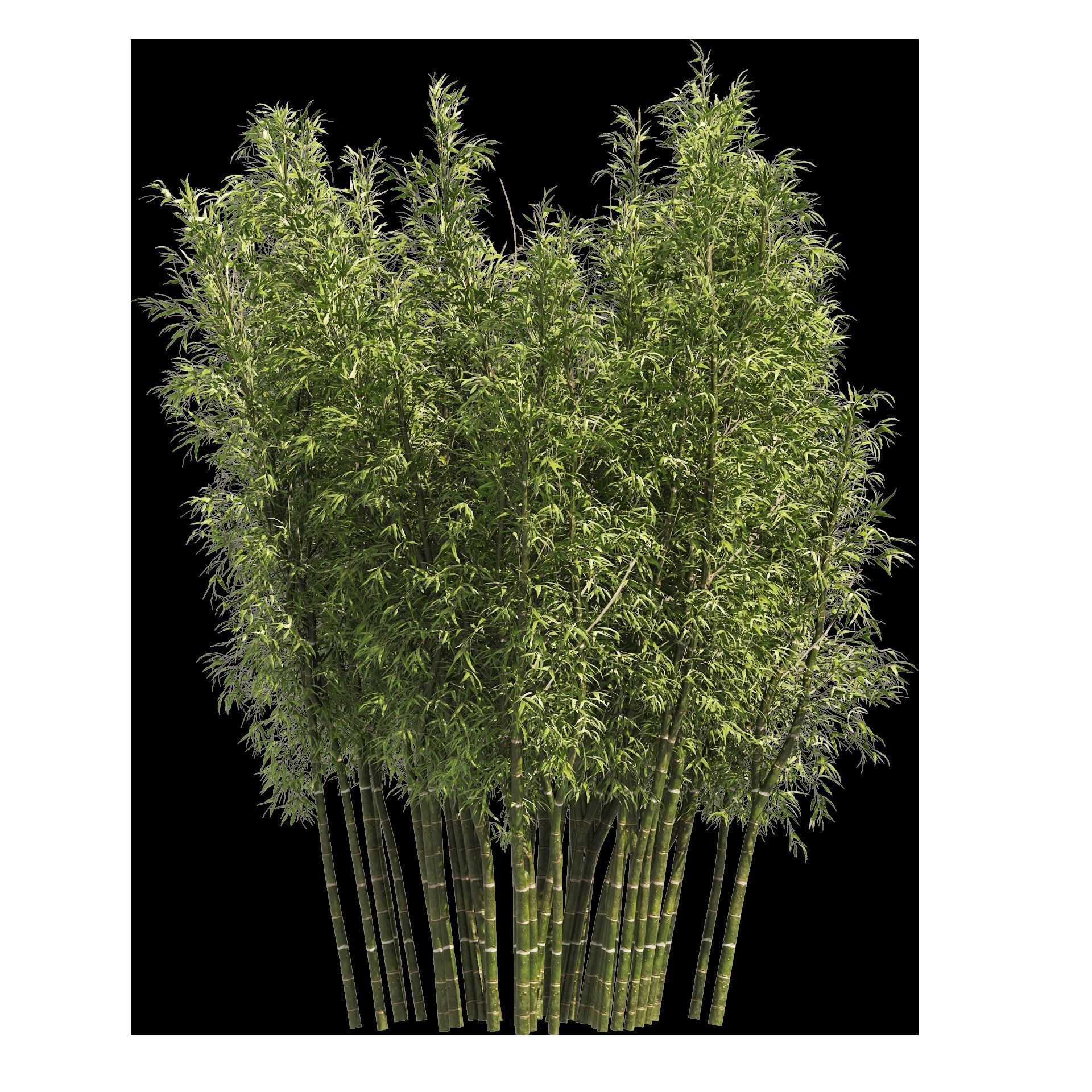 2 Bamboo Clusters 3D model | CGTrader