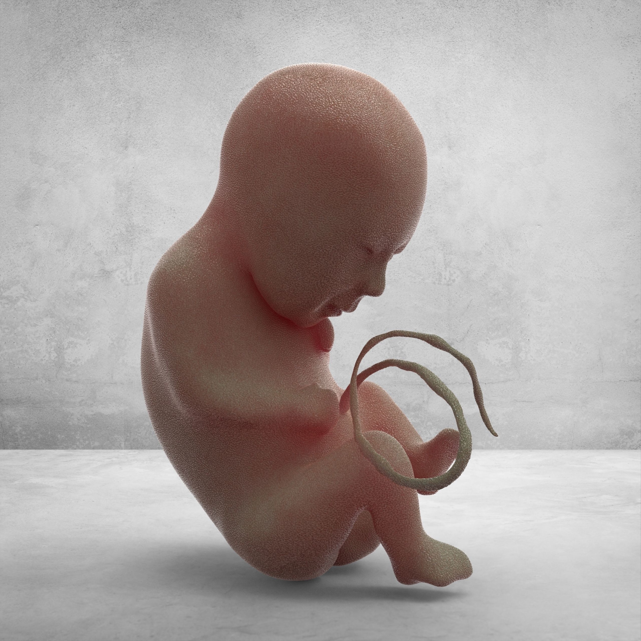 3D Fetus Model in womb 3D model | CGTrader