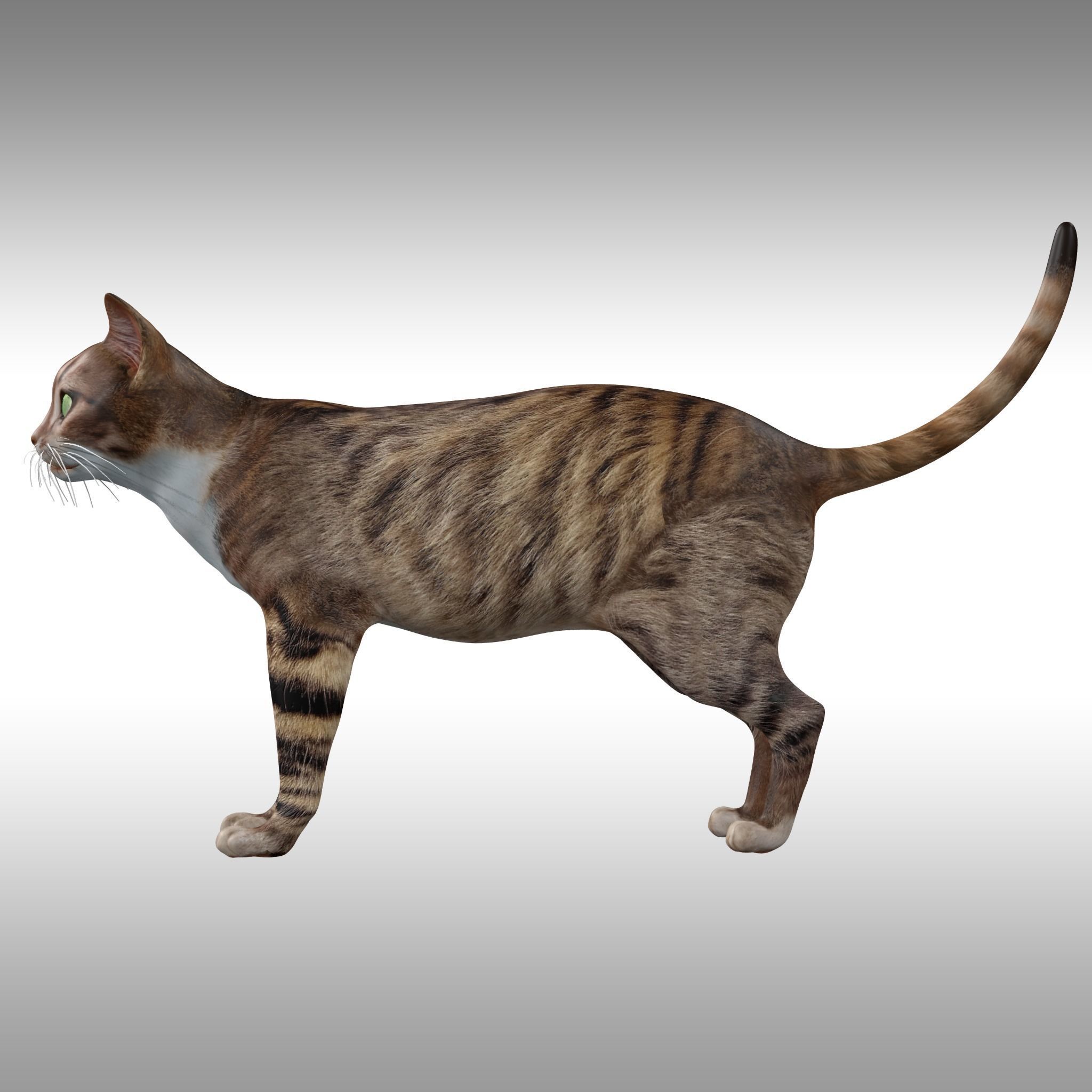 3D model Cat Rig VR / AR / low-poly | CGTrader