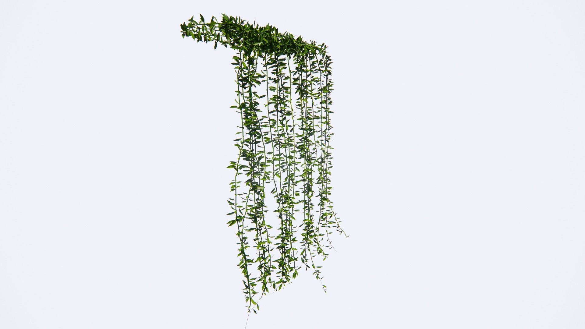 li kuan yu lee kwan yew 3d model plant Vernonia elliptica 3D model ...
