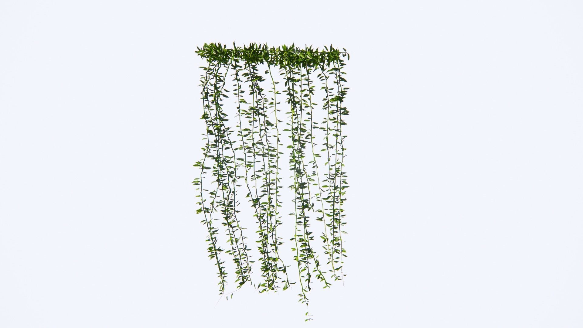 li kuan yu lee kwan yew 3d model plant Vernonia elliptica 3D model ...