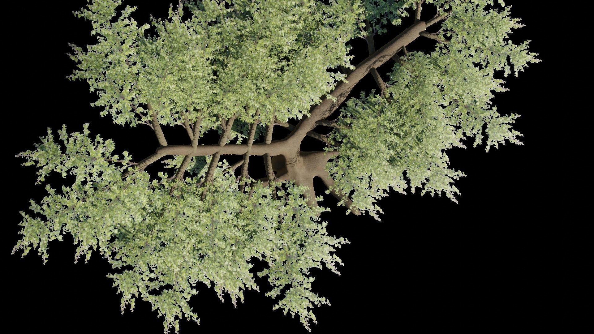 3D model One Oak Tree and One Willow Tree VR / AR / low-poly | CGTrader