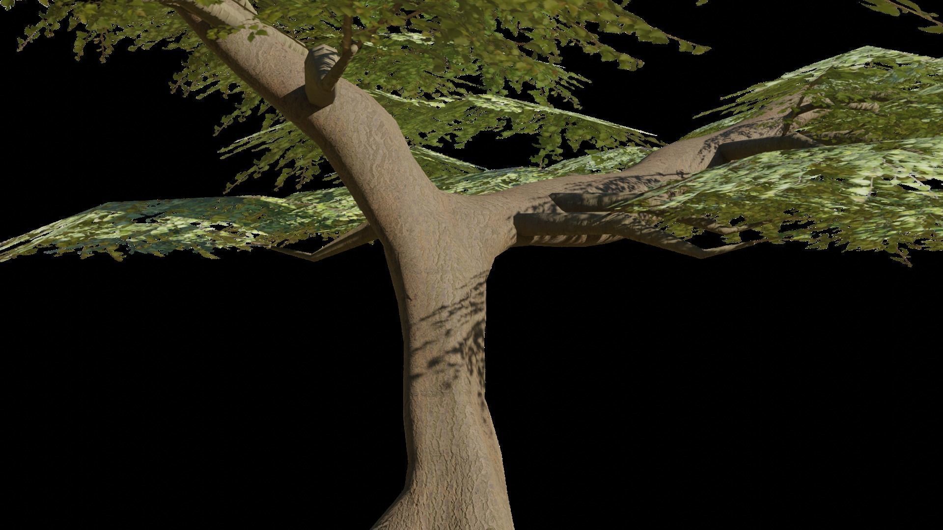 3D model One Oak Tree and One Willow Tree VR / AR / low-poly | CGTrader