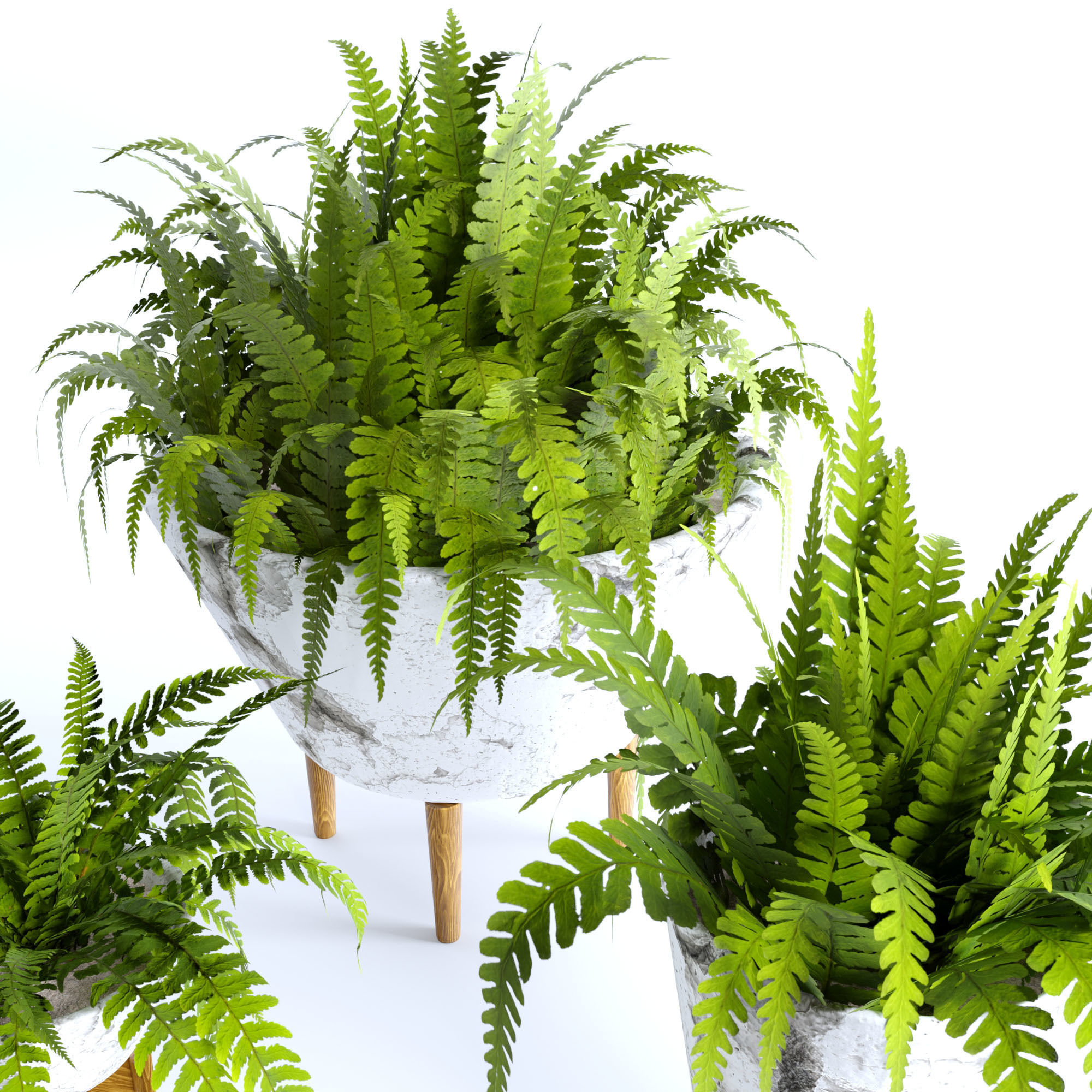 fern plan 3D model | CGTrader