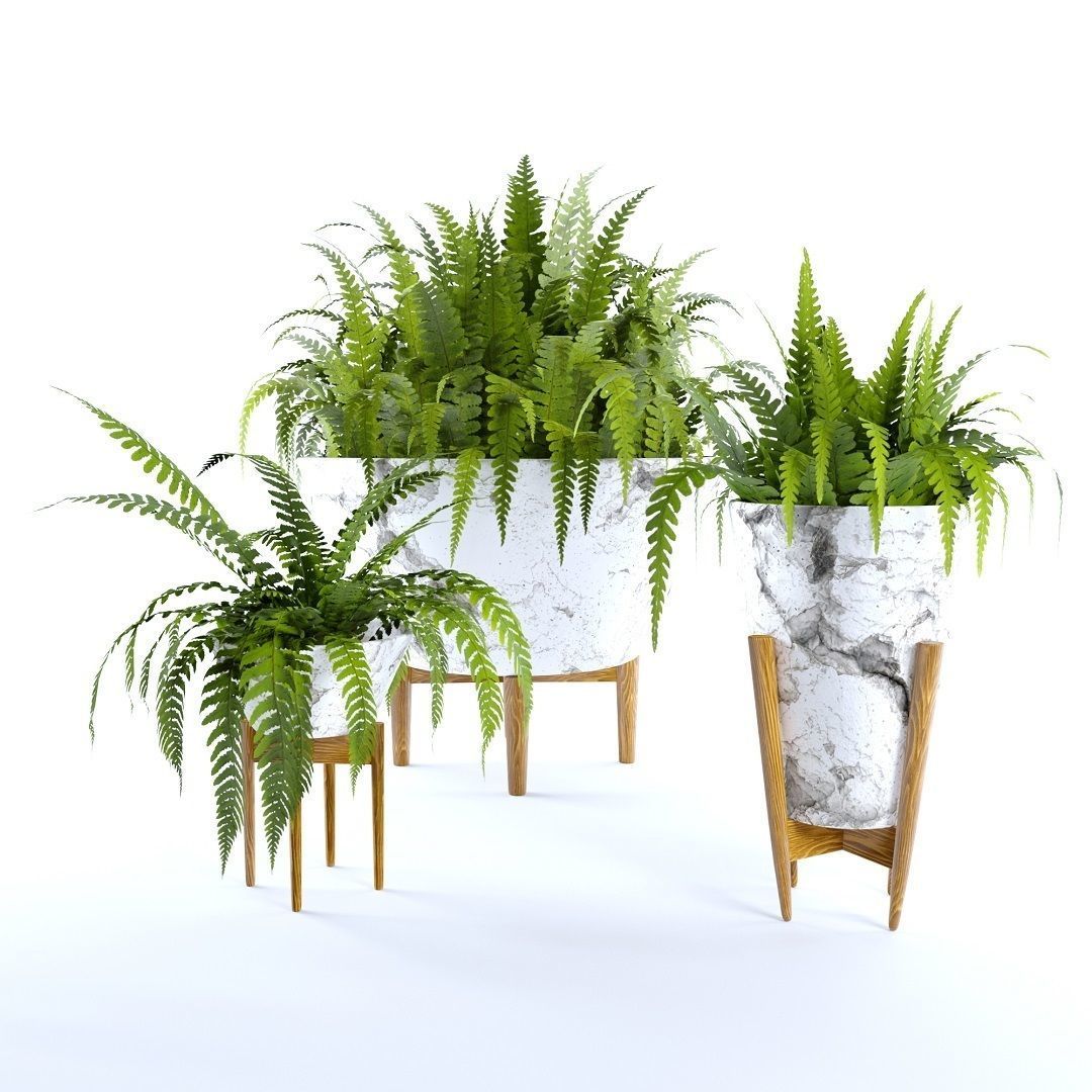 fern plan 3D model | CGTrader